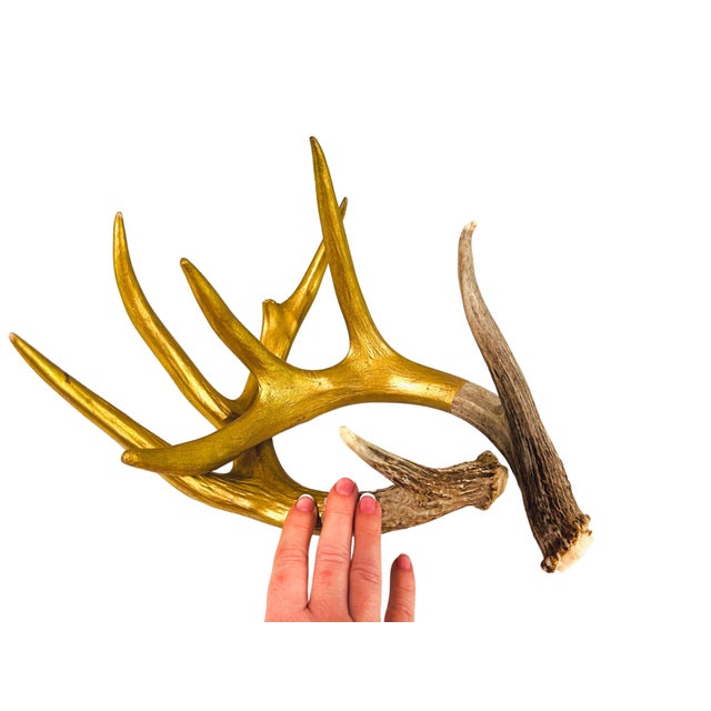 Late 20th Century Hand-Painted Naturally Shed Deer Antlers, Pair | Chairish