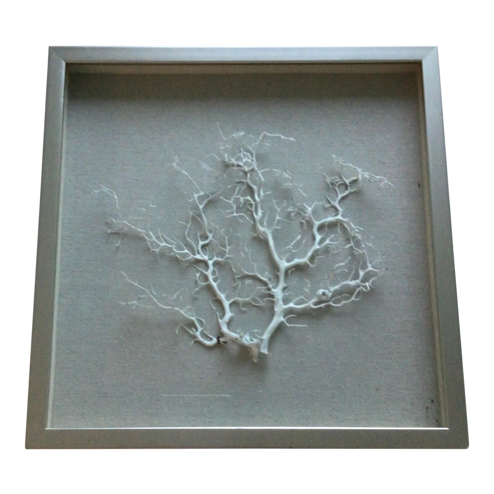 Large White Sea Fan in Silver-Tone Frame | Chairish