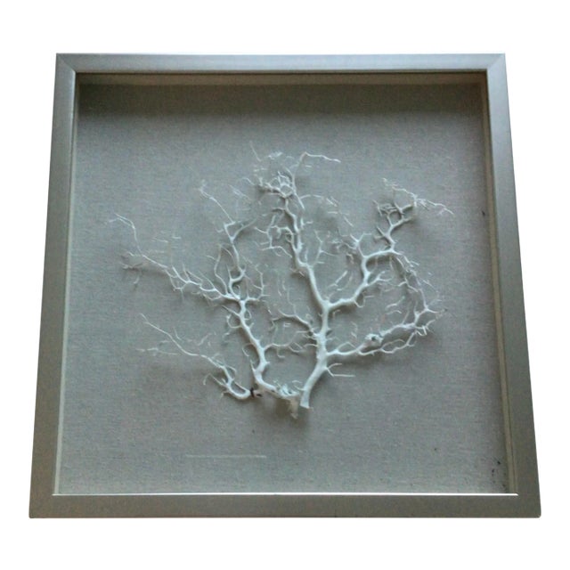 Large White Sea Fan in Silver-Tone Frame | Chairish
