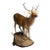Life-Size Taxidermy Full Body Deer on Faux ConcreteBase, Barasingha ...