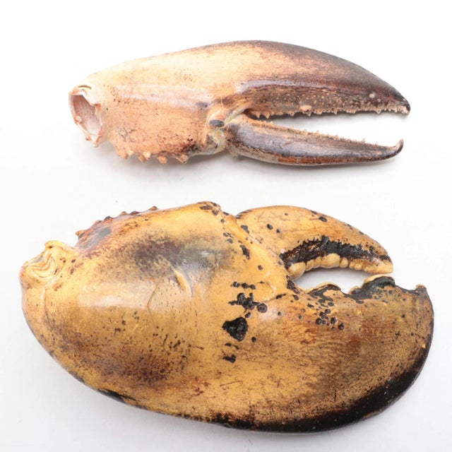 Very Large Sea Shell Lobster Claw Specimen | Chairish