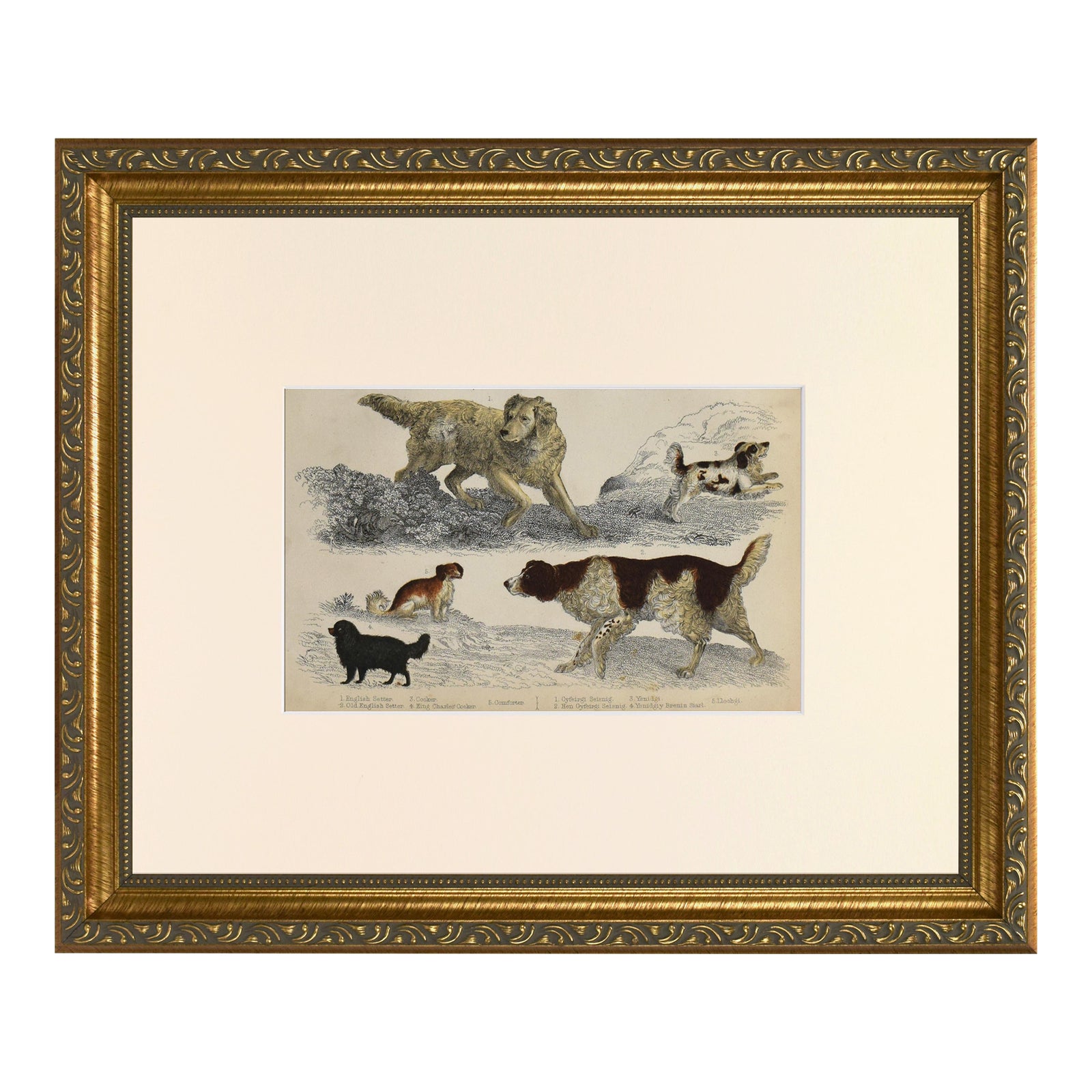 19th Century English Hand Colored Dog Engraving by Goldsmith | Chairish