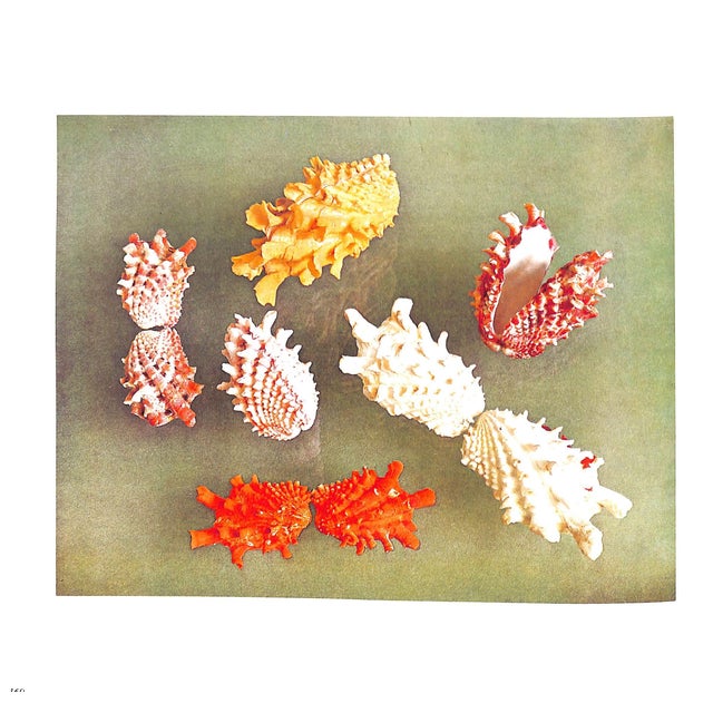 "The Shell: Five Hundred Million Years of Inspired Design" 1988 Stix ...