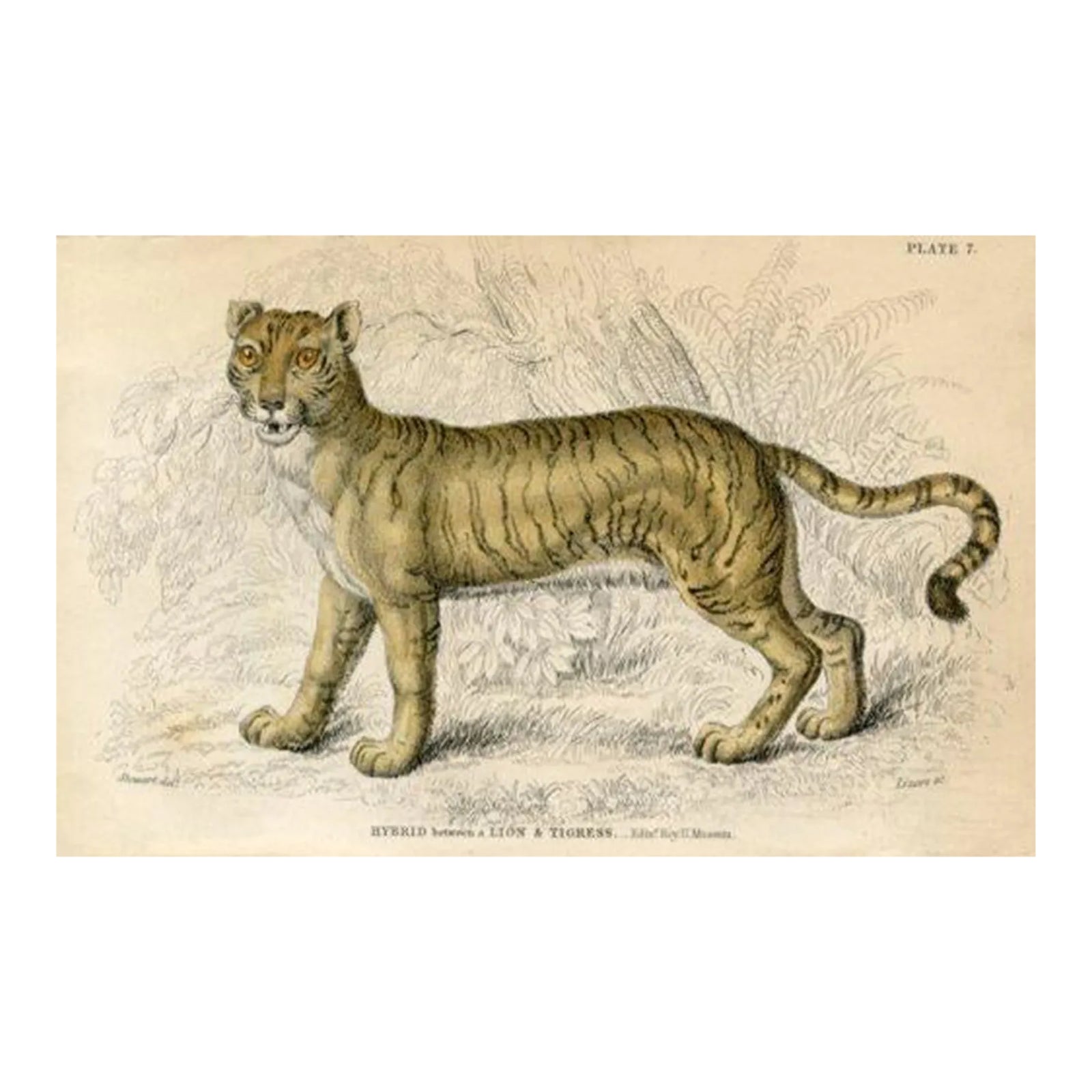 1845, Lion and Tigress Print, Original Antique Cat Print, Engraving ...