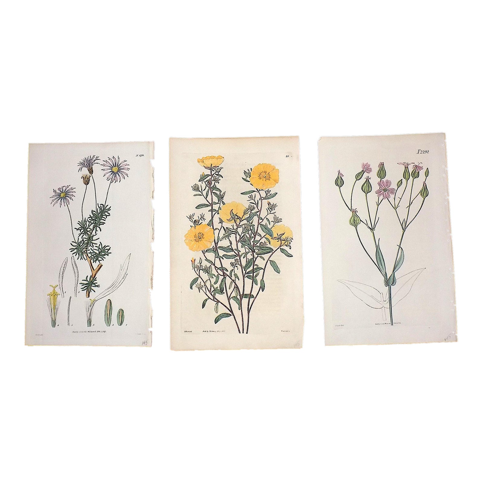 Antique Early 19th Century Hand Colored Copperplate Botanical ...