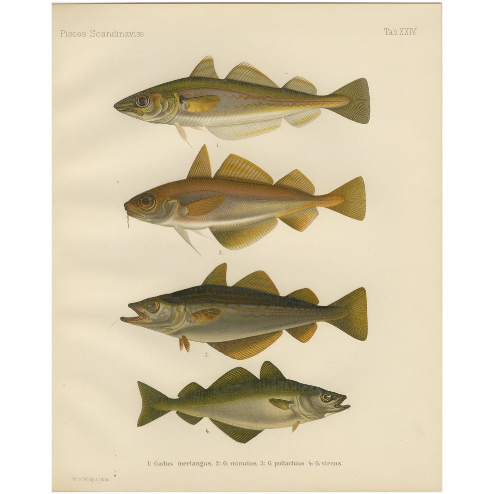 Whiting and Poor Cod and Pollack and Saithe, 1895, Paper | Chairish