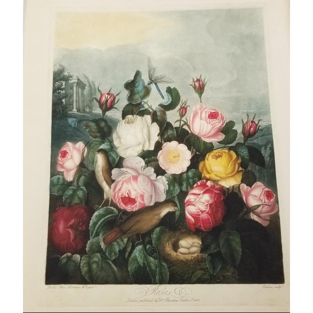 Thornton Pl. 6, Roses Print | Chairish