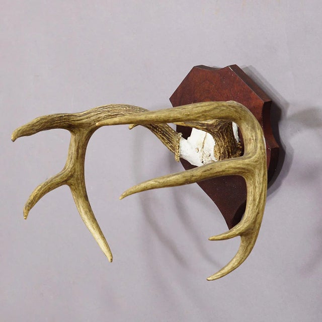 White Tailed Deer Trophy Mount on Wooden Plaque Ca. 1900s | Chairish