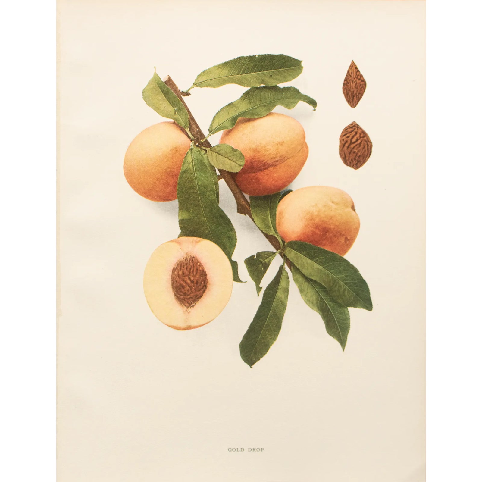 1900s U. P. Hedrick, Original Antique Photogravure of Gold Drop Peaches ...
