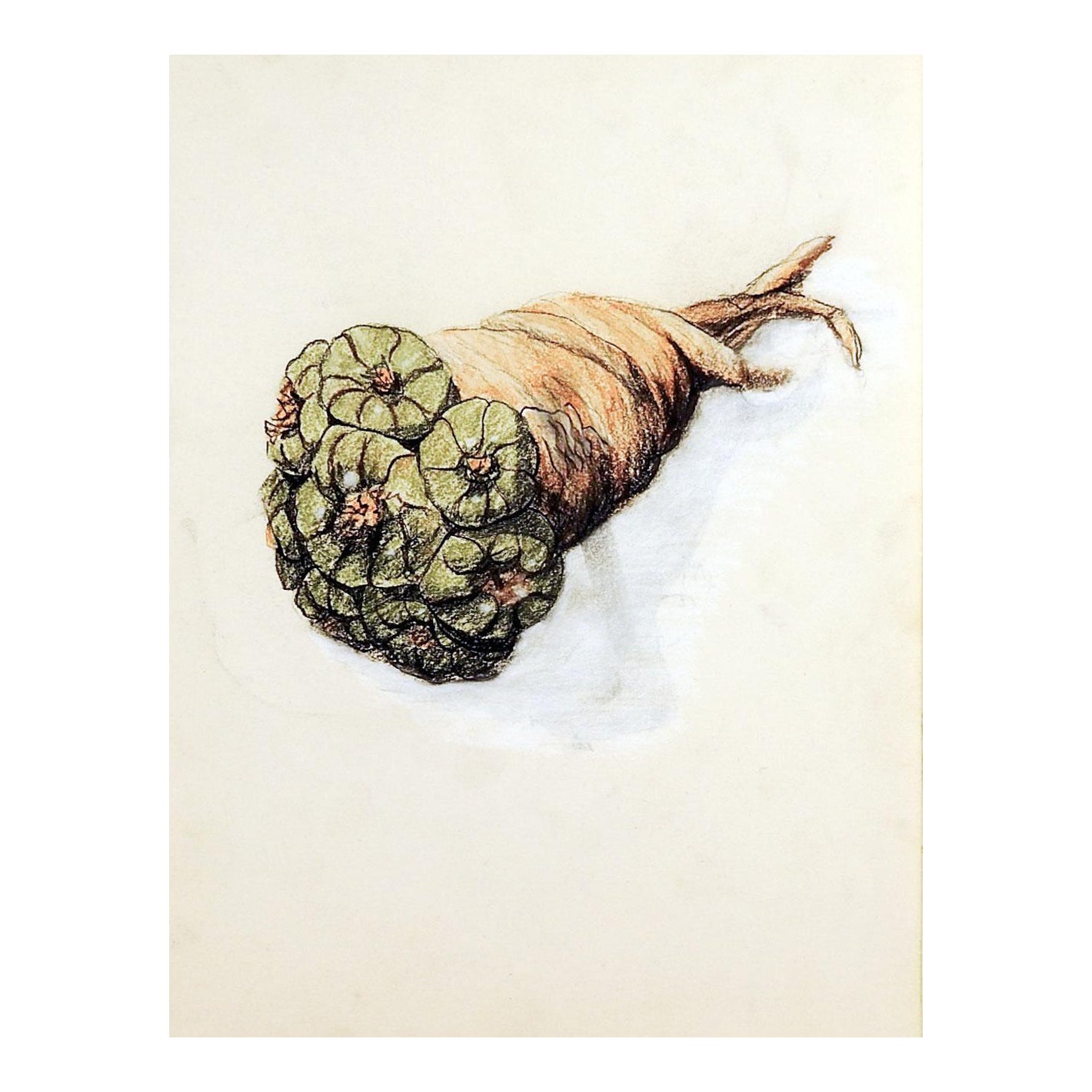 Mid 20th Century Drawing of Peyote Bundle | Chairish