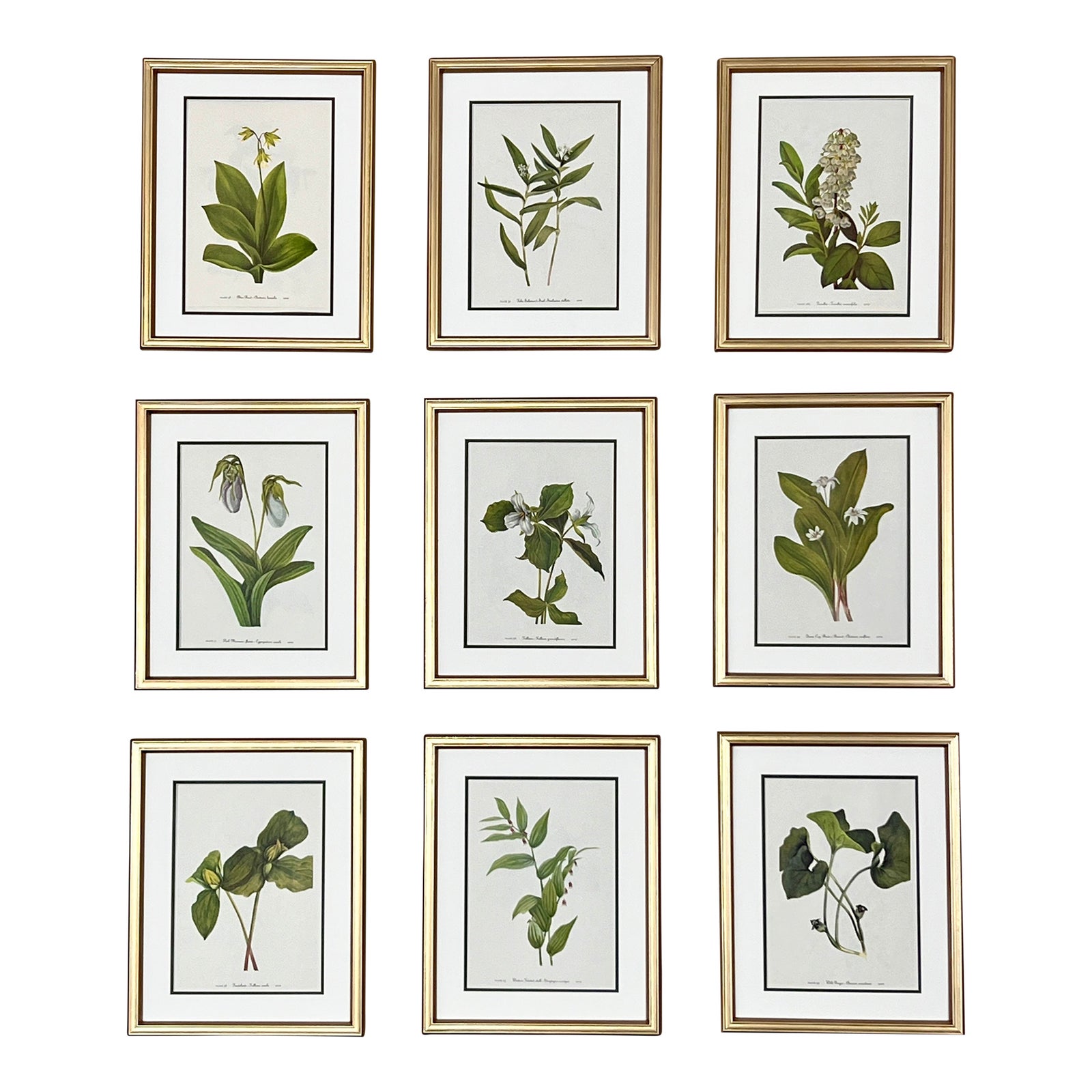 Vintage Botanical Framed Prints Set of 9- Authentic Vintage 1963 Prints ...