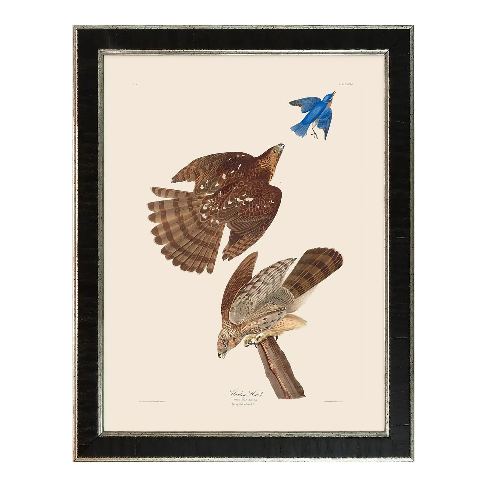 Stanley Hawk Duchess Edition, After Audubon Reproduction Print, Framed ...