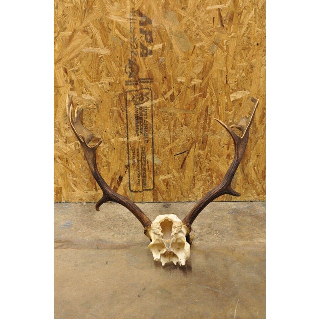 Vintage European Fallow Deer Skull Cap Mount Antlers Taxidermy Cabin ...