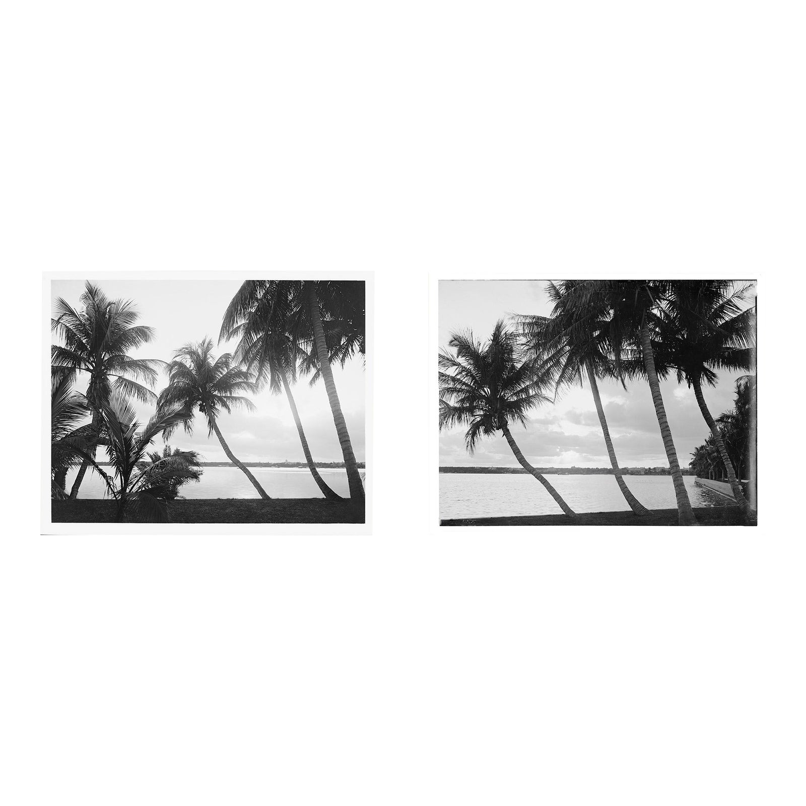 Vintage Palm Tree Photograph, Palm Beach, Set of 2 | Chairish