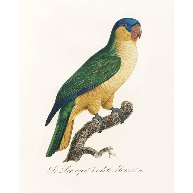 Newly Printed Antique French Parrot Prints - Set of 4 | Chairish