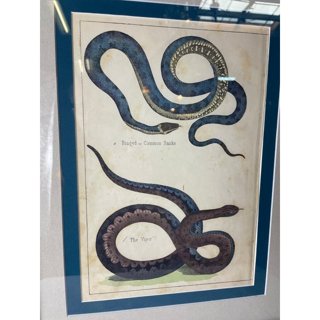 Antique Engraving 19th Century of Snakes by Jacob Ferdinand Schreiber ...