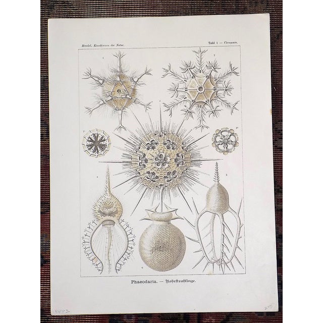 Antique 19th Century Ernst Haeckel Sea Creature Lithographs - Set of 3 ...