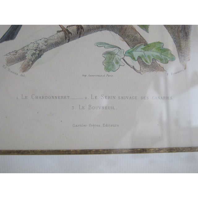 Garnier Freres 1879 Fournier Framed Hand Colored Trio Bird Engraving ...