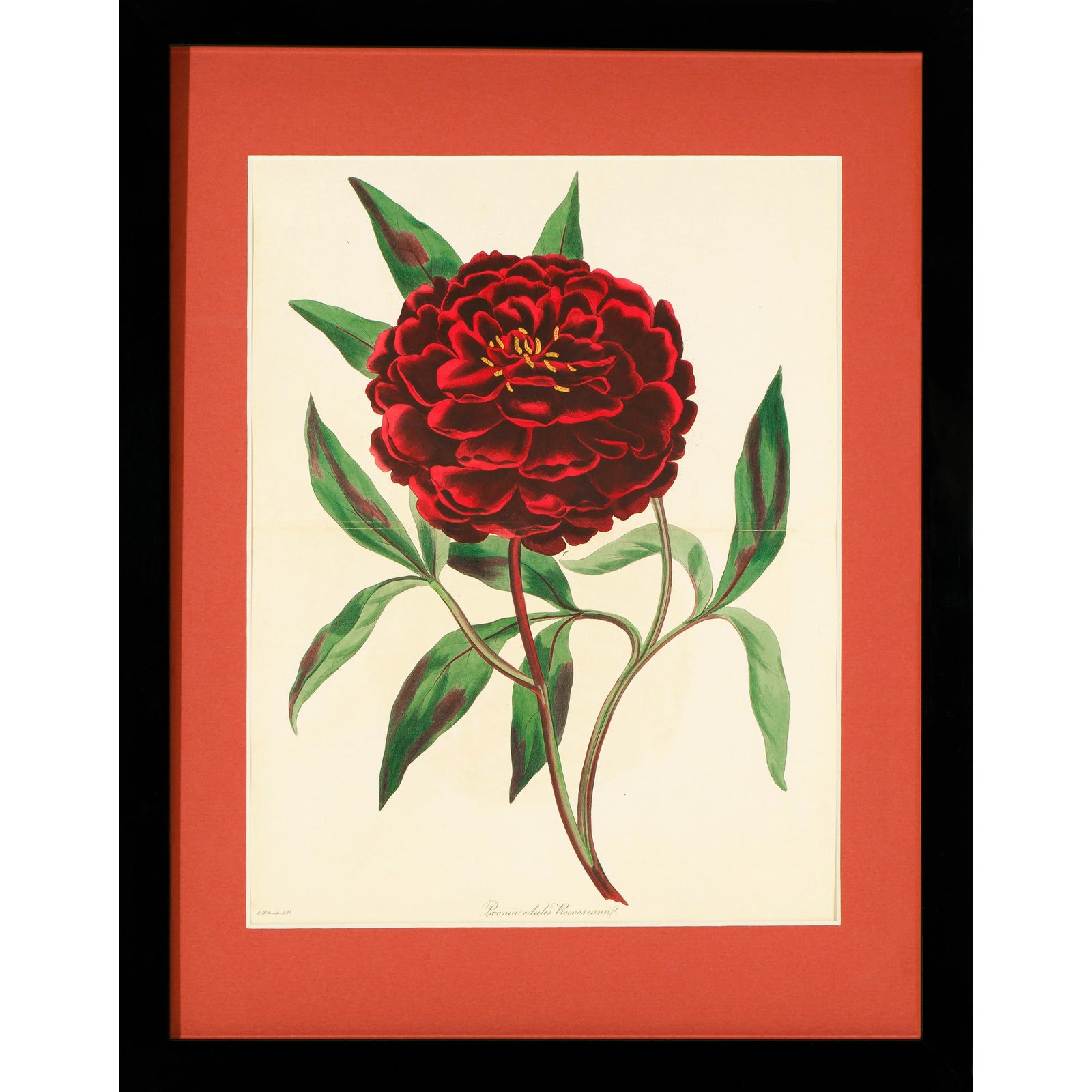 Framed 1834 Paxton Paeonia Edulis Reevesiana (Reeve's Peony) Engraving ...