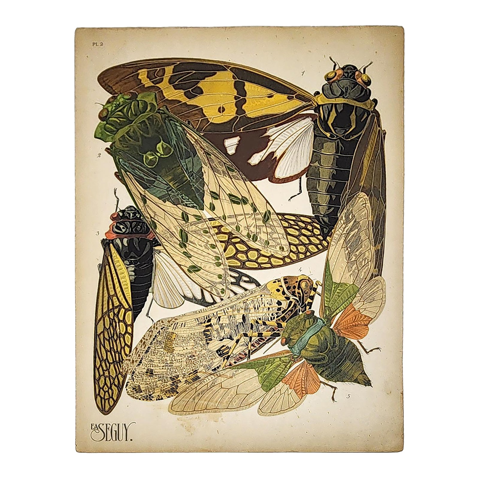 Original Seguy Insect From 1924 Antique Pochoir Plate #2 | Chairish