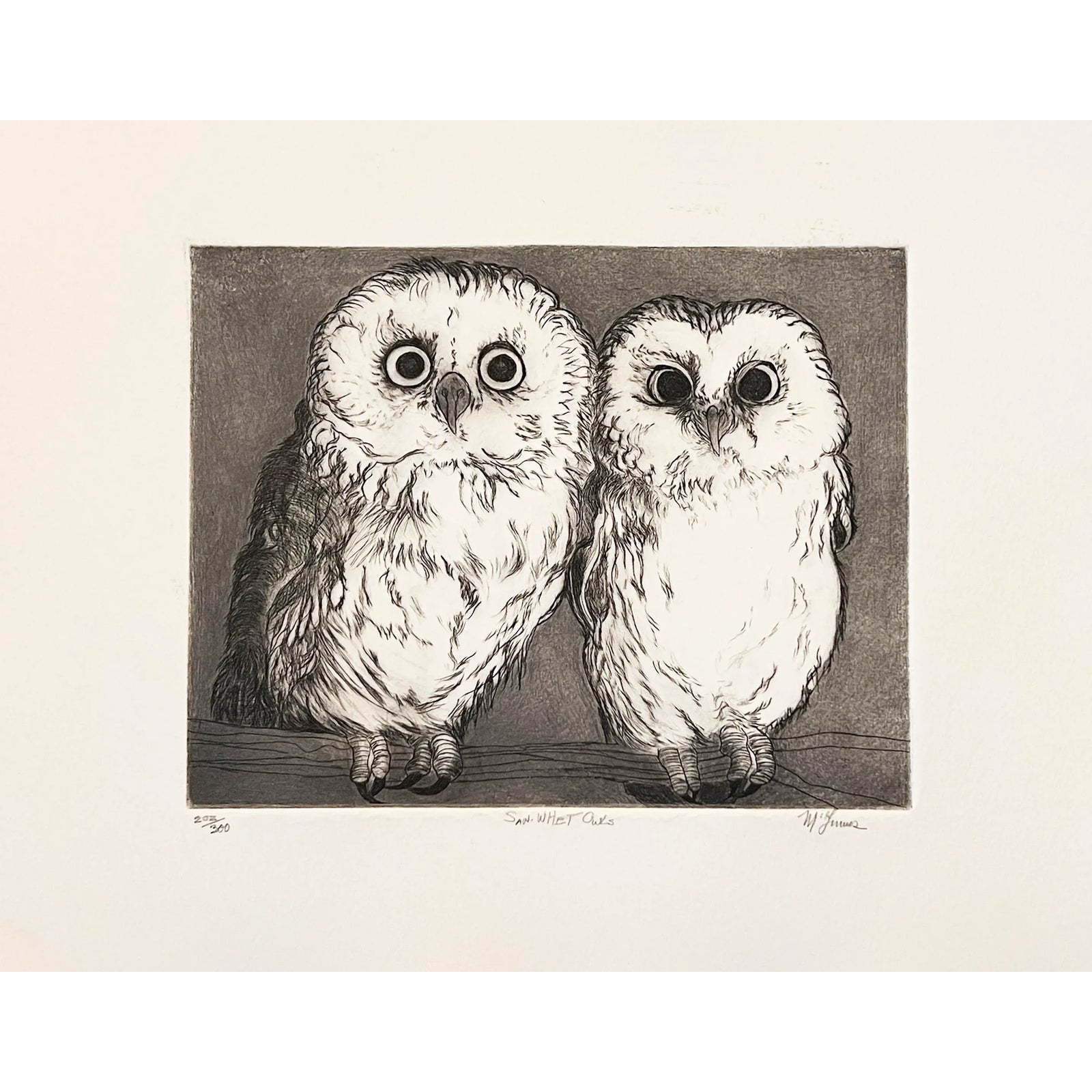 "Saw-Whet Owls" Etching by Christine McGinnis, Printed by David Lynch, Ca. 1970 | Chairish