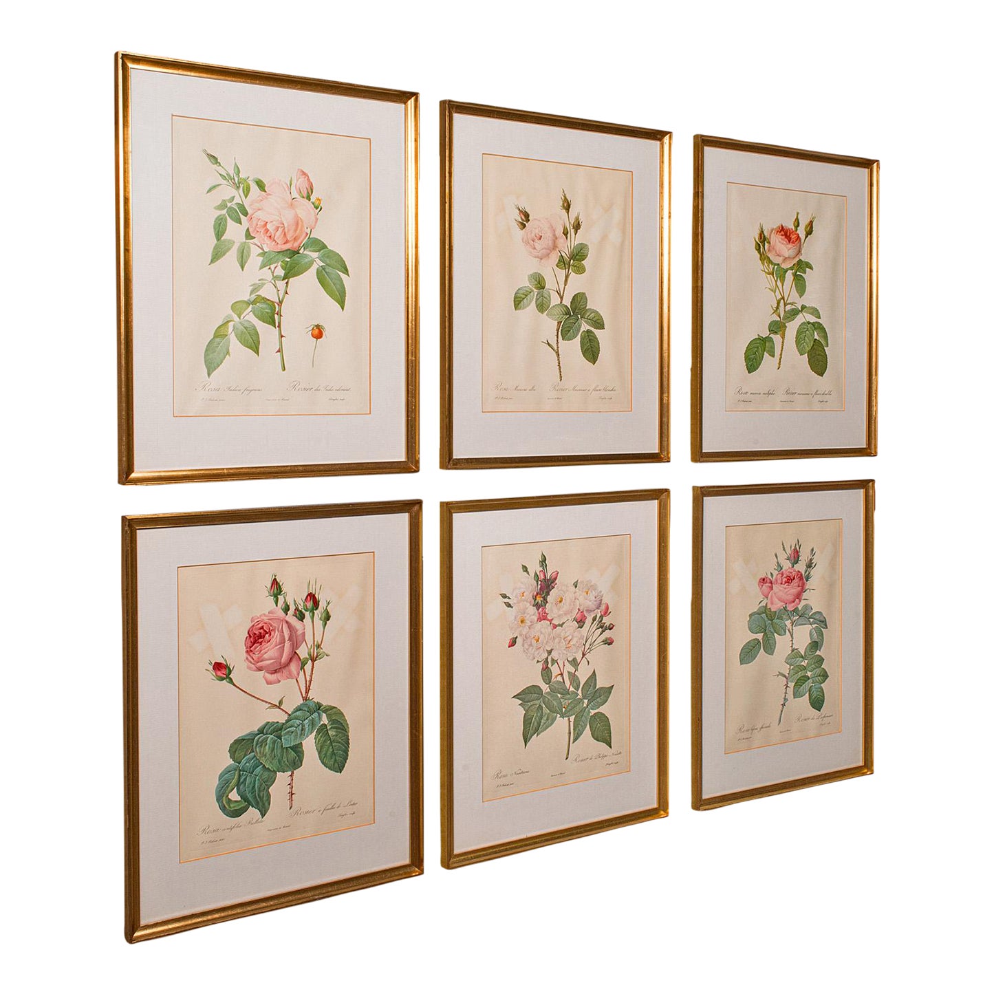 1990's Set of 6 Vintage Botanical Prints | Chairish