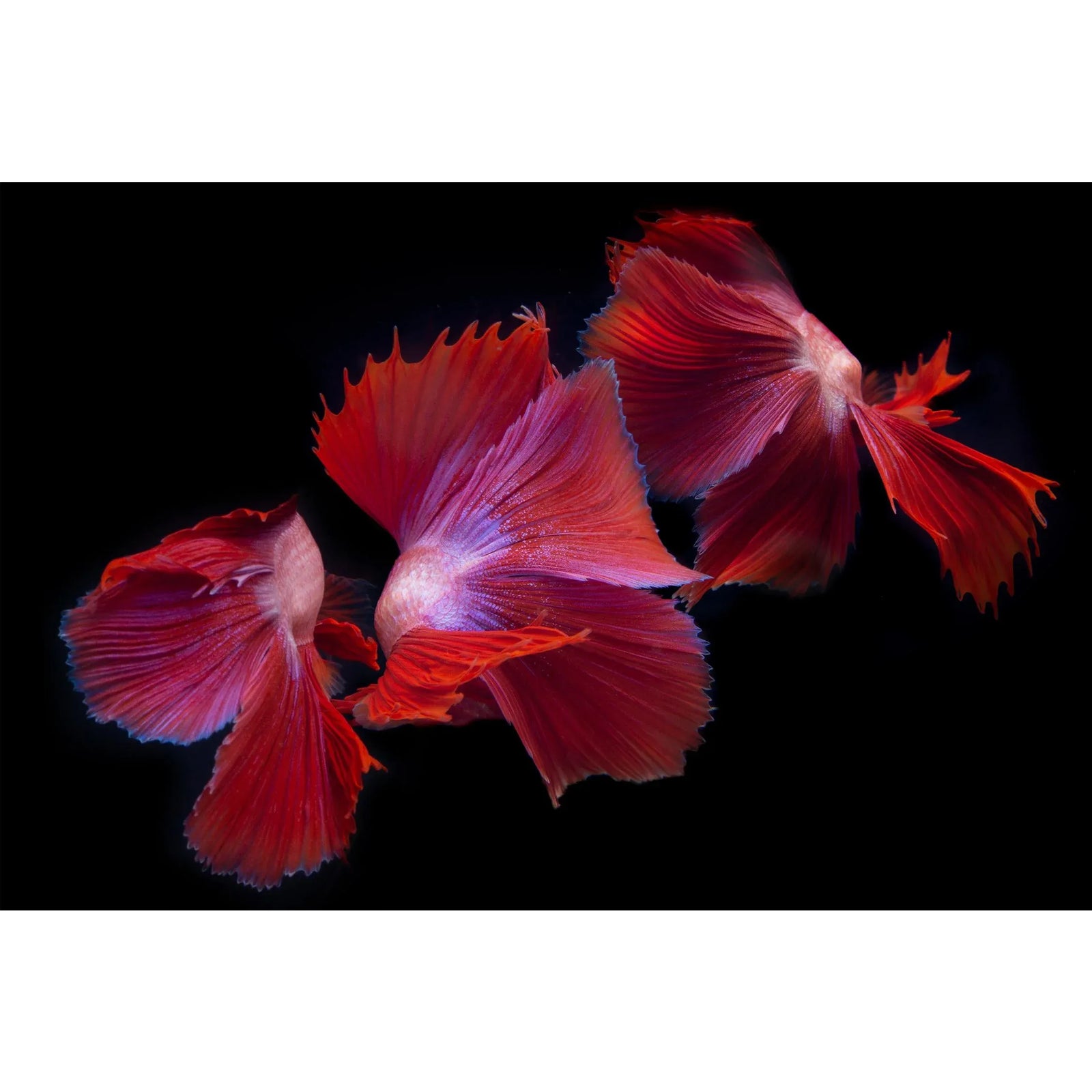 "Betta Collage 44" Contemporary Color Photograph of Male Betta Fish ...