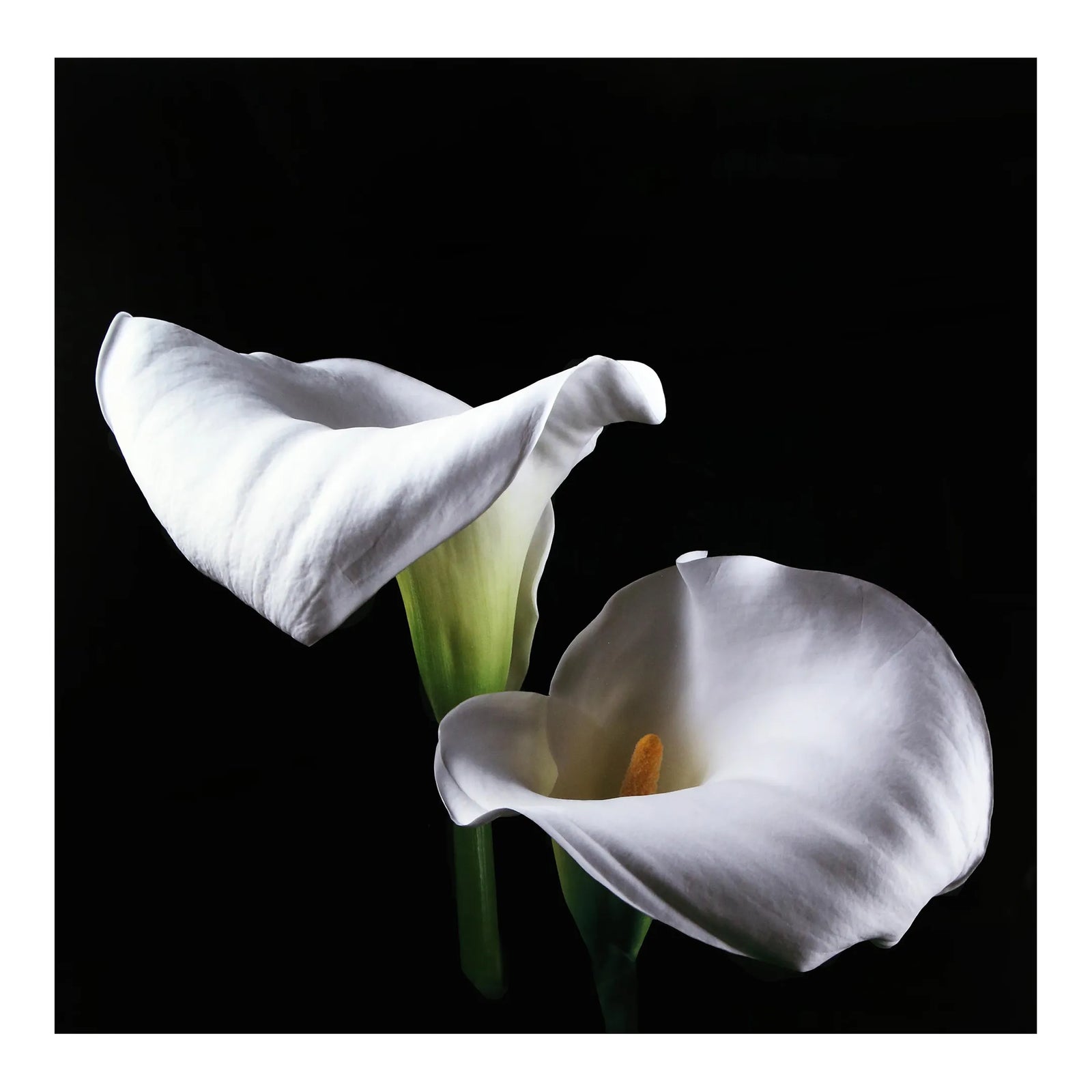 Calla Lily (Large), Jonathan Singer, Photography | Chairish