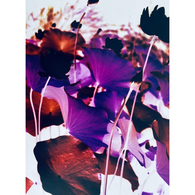 Jeffrey Rothstein, Flora Fauna Series Vintage Color Photograph Abstract ...
