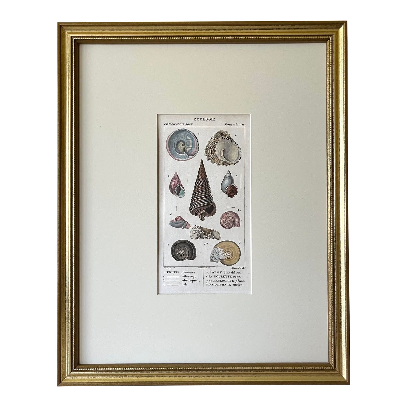 Antique French Print Hand Colored Engraving of Sea Shells by Turpin ...