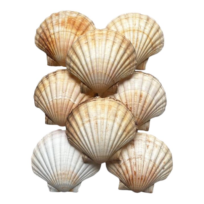 Sea Shell Appetizer Plates, Set of 8 | Chairish
