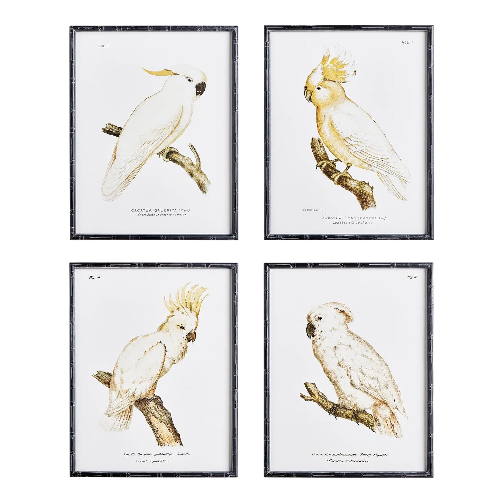 Parrot Study In White, Set Of 4 | Chairish