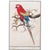 Scarlet Macaw Small Reproduction Print, After 1590s by Anselmus Boëtius ...