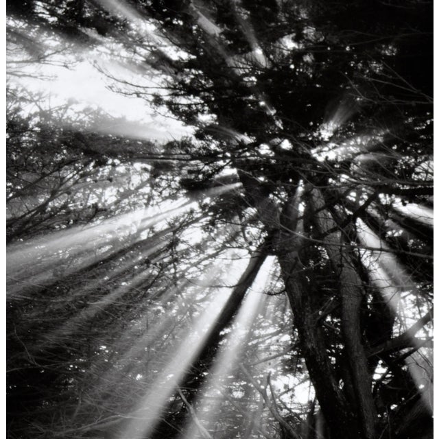 Cypress Tree Sunbeams - Black & White Landscape Photograph by Jeffrey ...