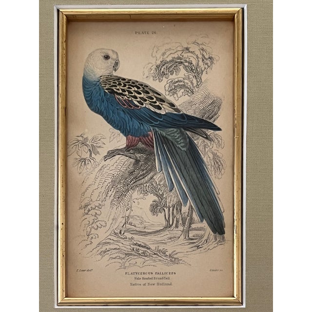 19th Century Bird Engravings - Set of Four | Chairish