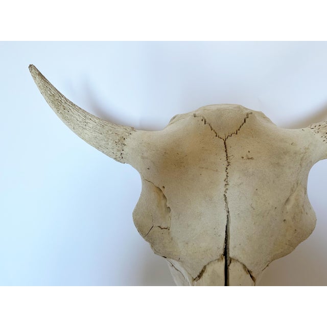 1930's Primitive Western Decor Buffalo Animal Skull | Chairish