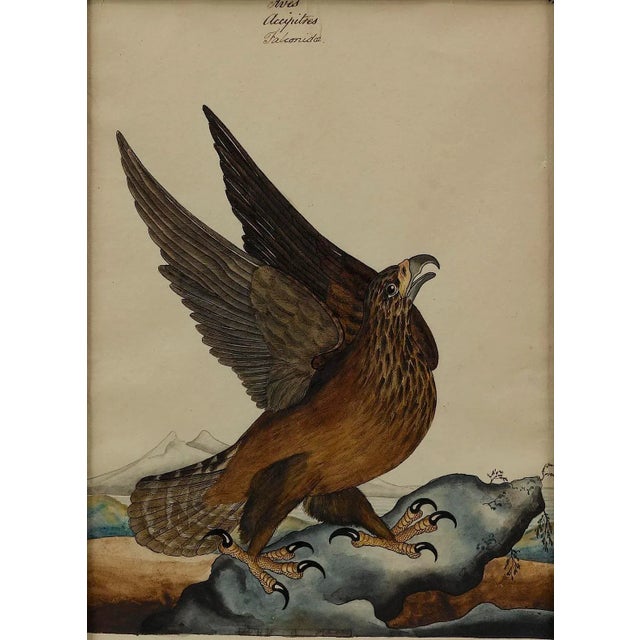 "Golden Eagle" by William Goodall, Watercolor and Ink Drawing, Early ...