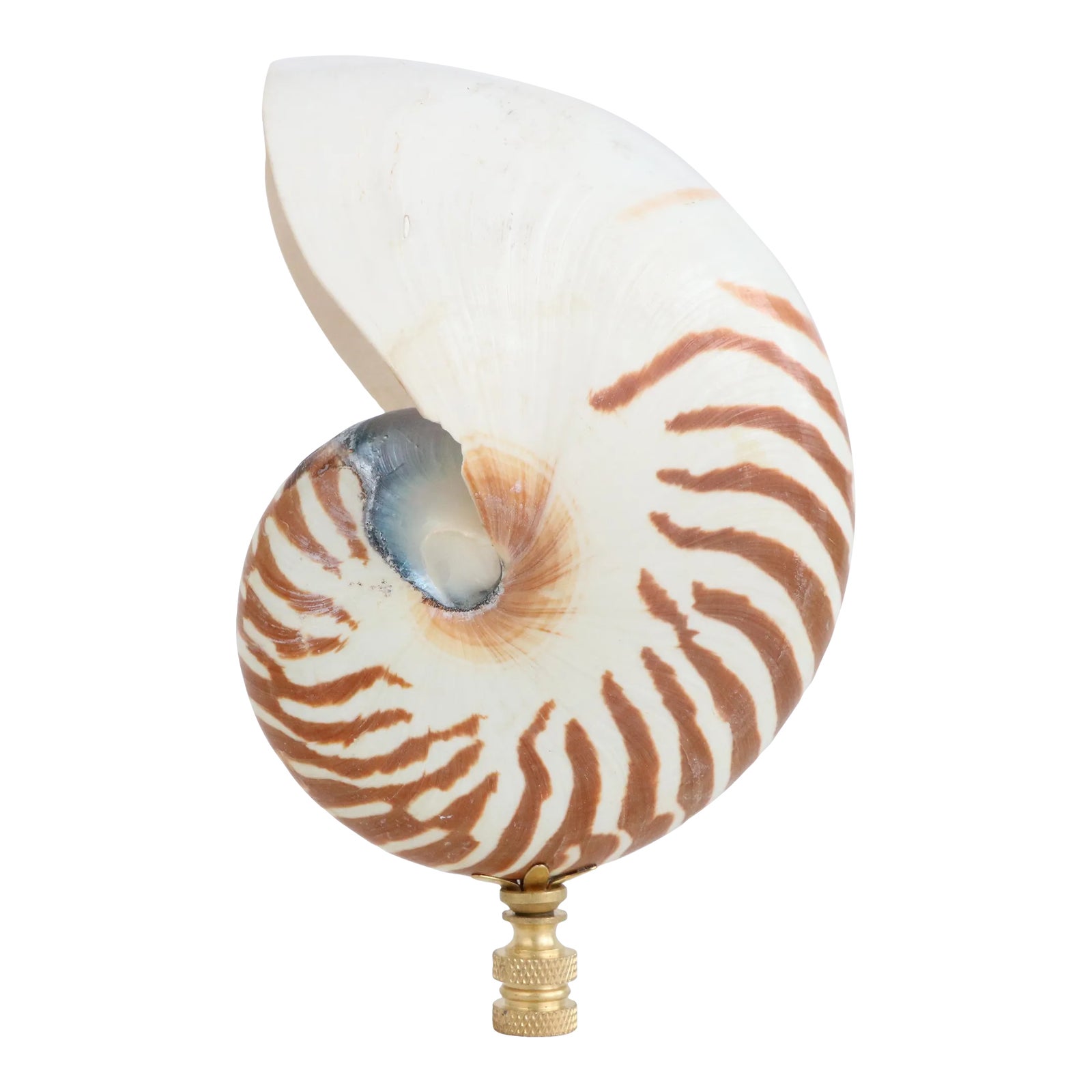 Tiger Seashell Lamp Finial on Brass Hardware | Chairish
