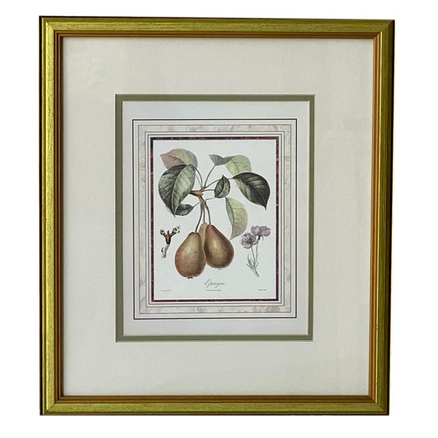Vintage Framed French Fruit Botanical Prints - a Pair | Chairish
