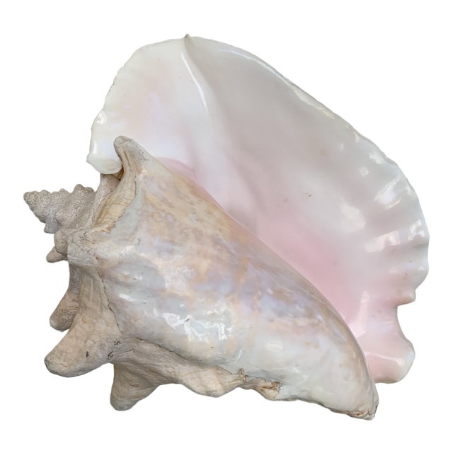 Vintage Queen Conch Shell Specimen | Chairish