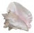 Vintage Queen Conch Shell Specimen | Chairish
