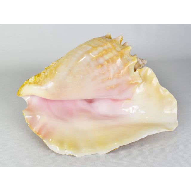 Vintage Natural Conch Shell Nautical Coastal Decor | Chairish