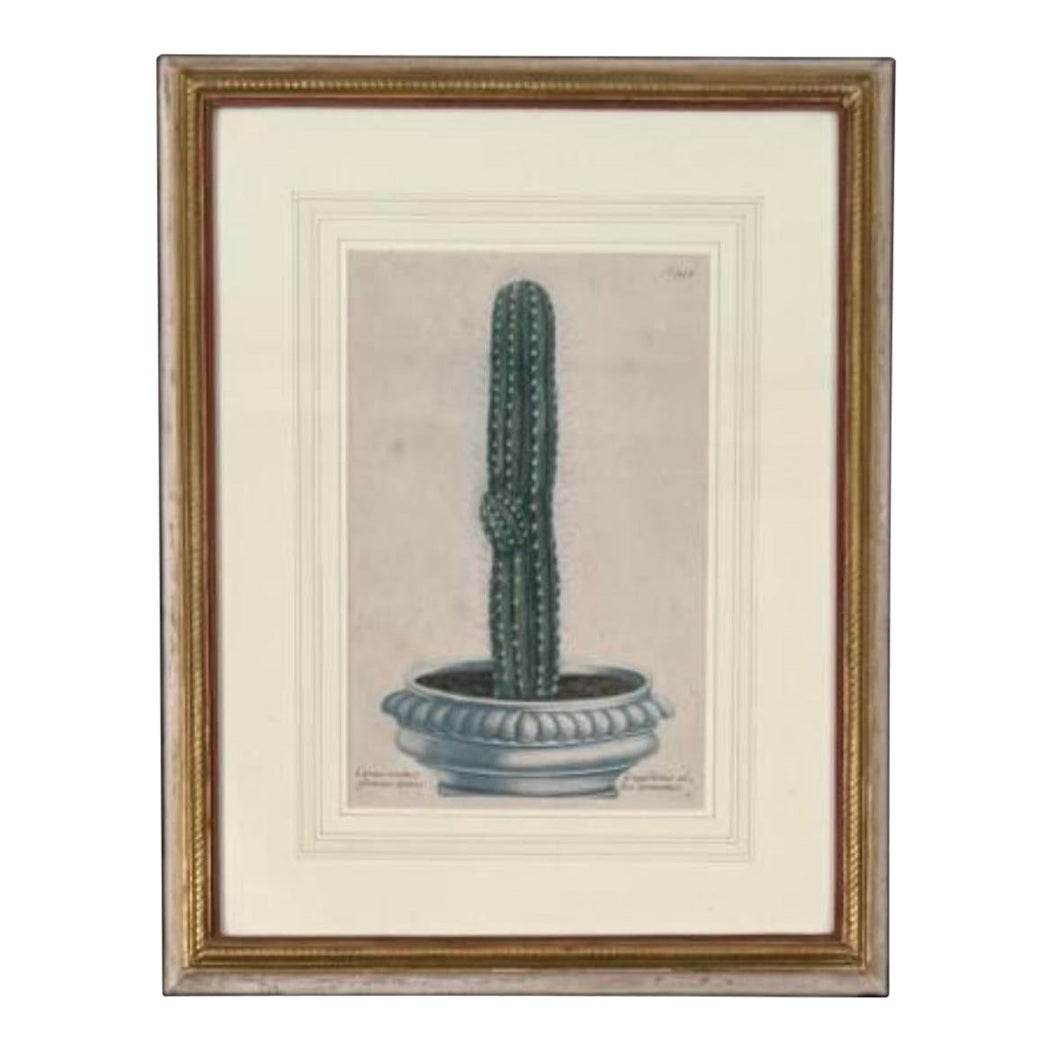 18th Century German Print by Johann Weinmann Cactus Hexagonus Engraving ...