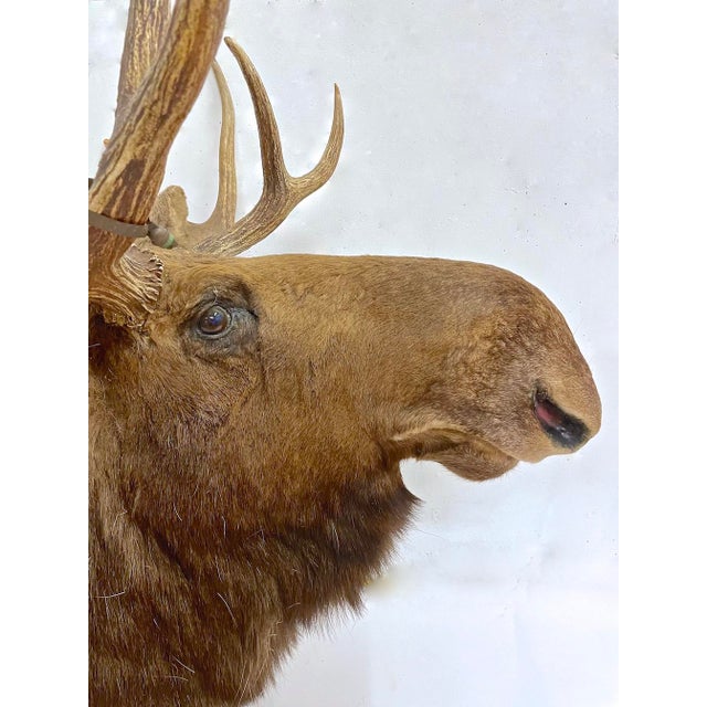 Antique North American Moose Shoulder Mount | Chairish