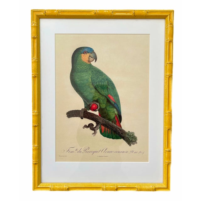 Jacques Barraband (1768-1809) Vintage Parrot Prints -- a Pair | Chairish
