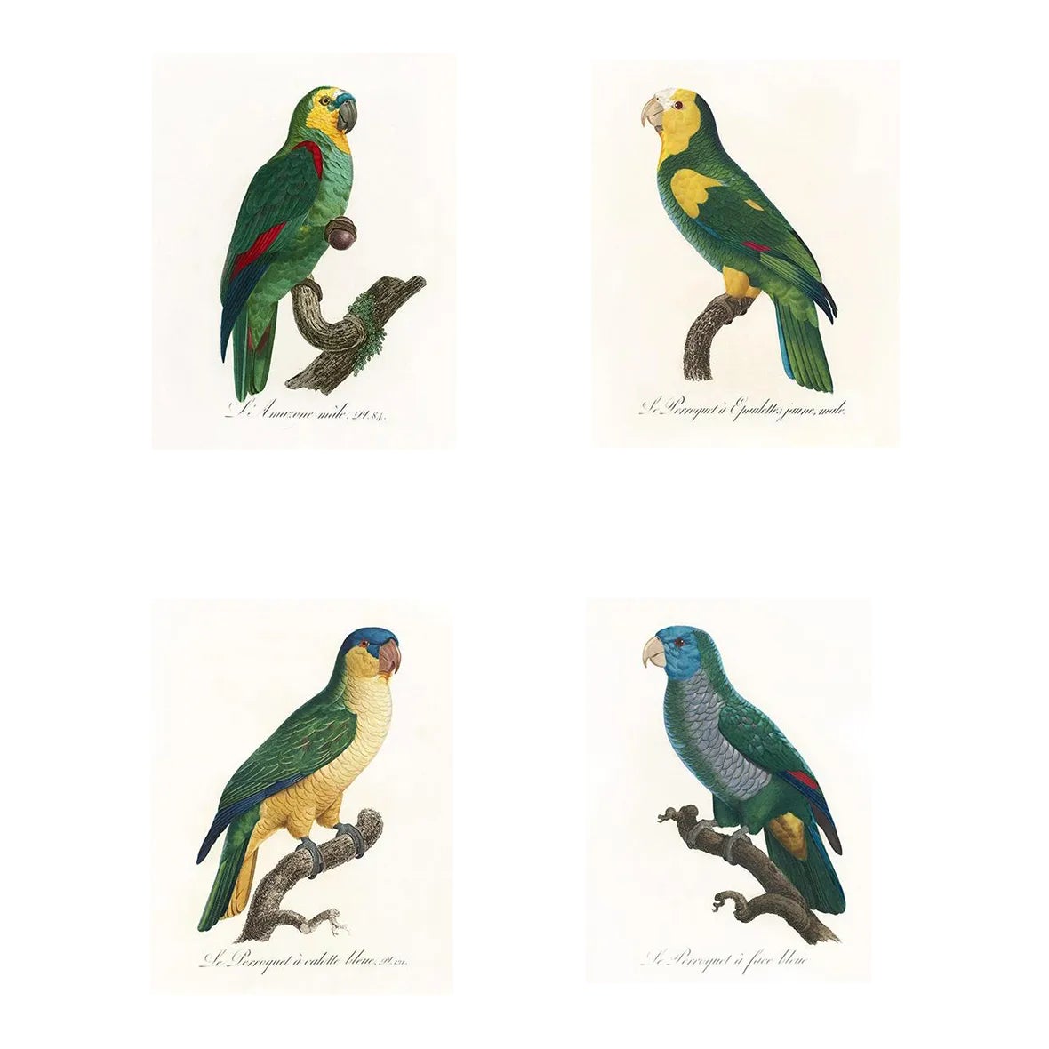 Newly Printed Antique French Parrot Prints - Set of 4 | Chairish