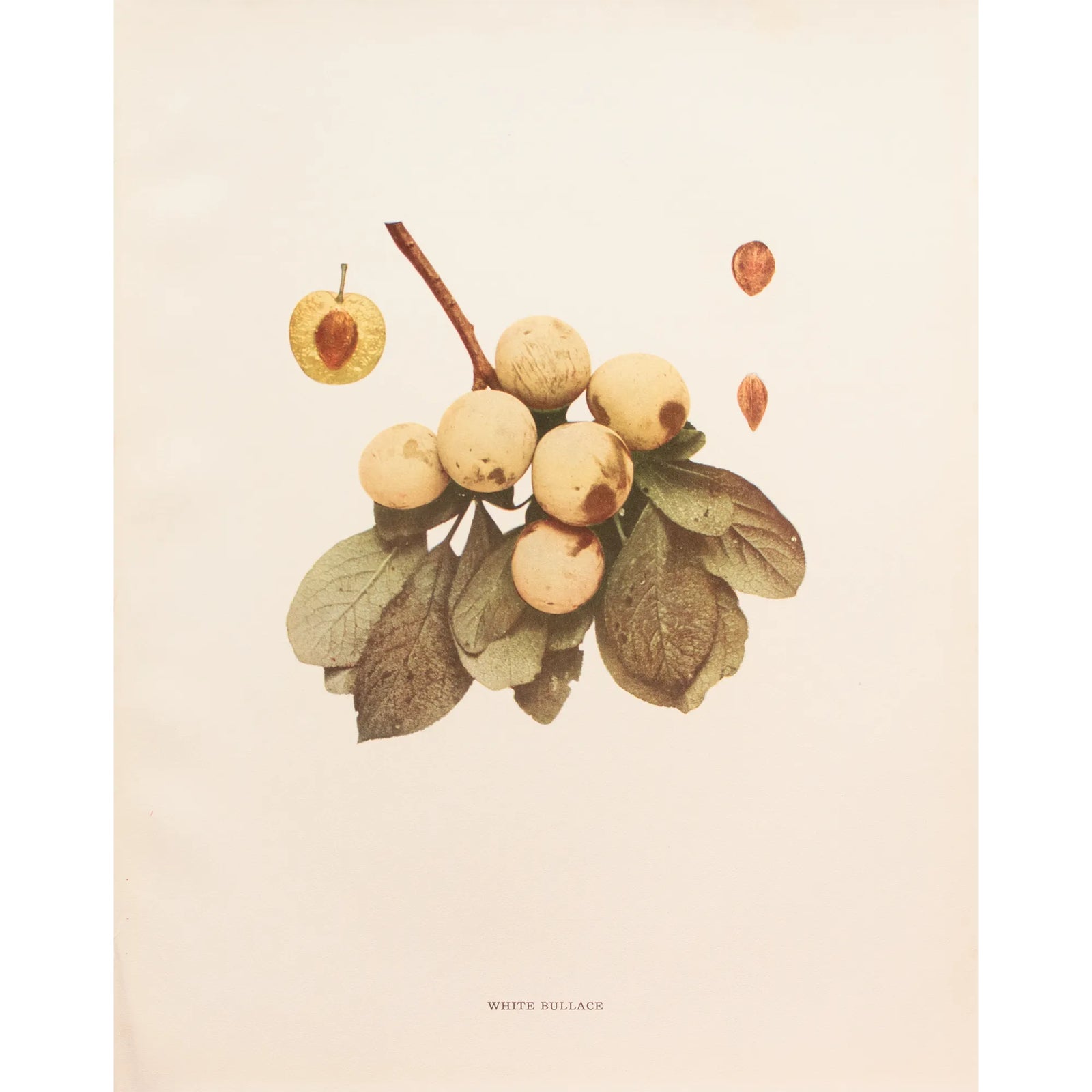 1900s U. P. Hedrick, Original Antique Photogravure of White Bullace ...