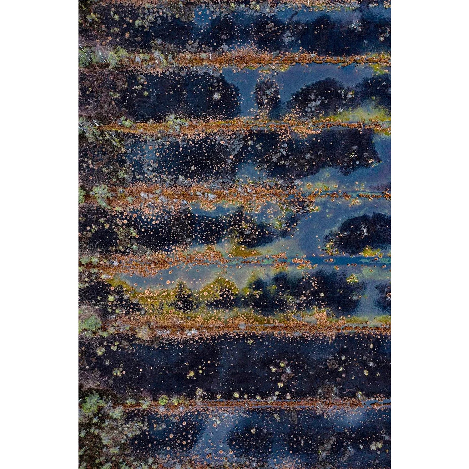 "The_Bog_Renatured_001" Contemporary Limited Edition Fine Art ...
