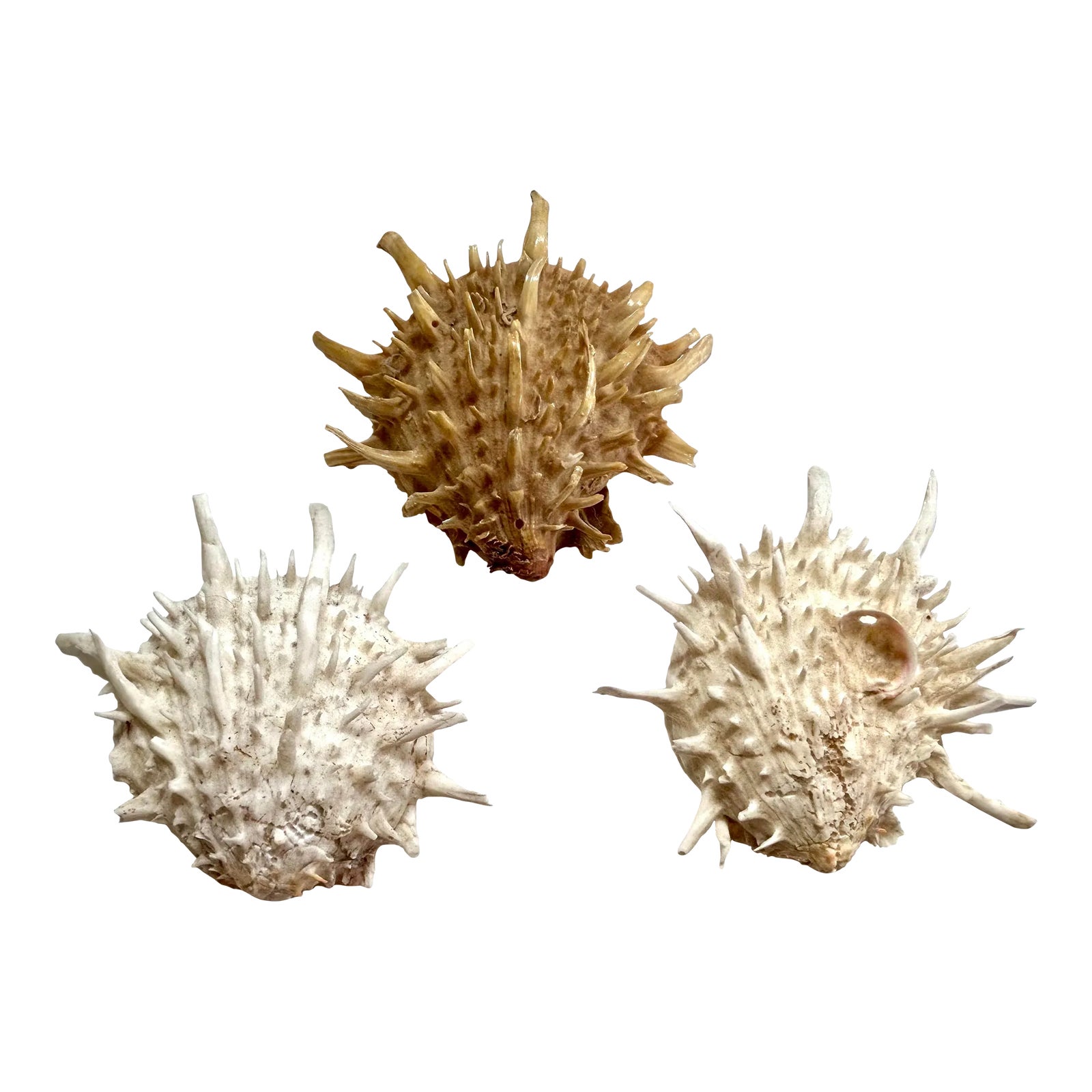 Spondylus Americanus Atlantic Thorny Oyster Shell Trio | Chairish