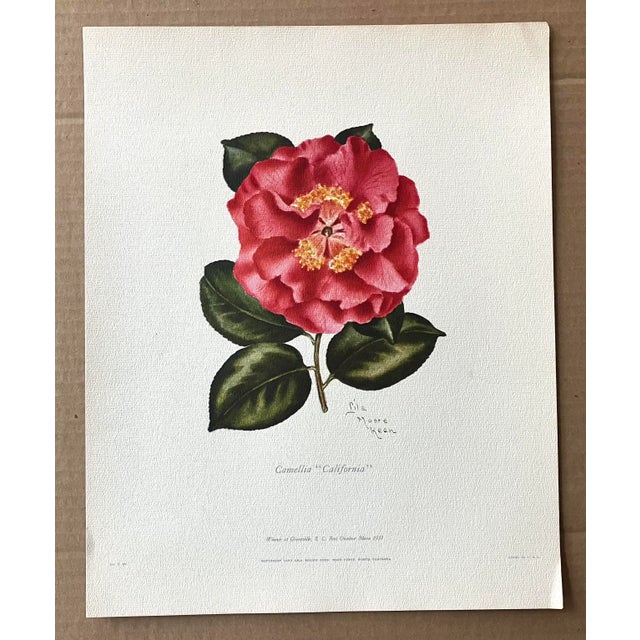 Vintage Lila Moore Keen "Camellia California" Print in 16x20 Mat | Chairish